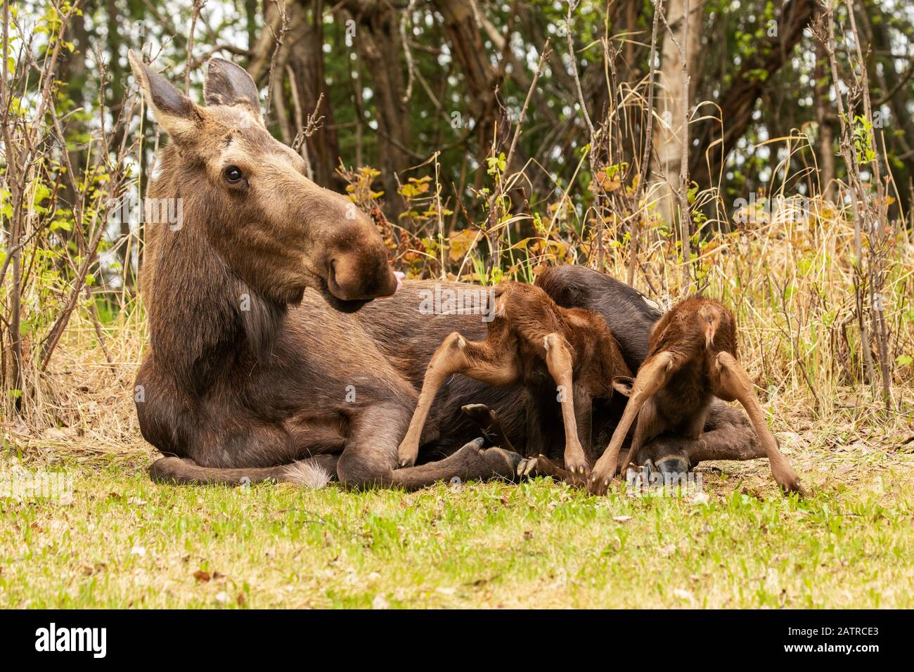 Moose lying down hi-res stock photography and images - Alamy