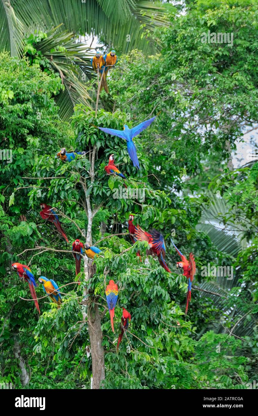 scarlet macaw, Ara macao, and blue-and-yellow macaw, Ara ararauna ...