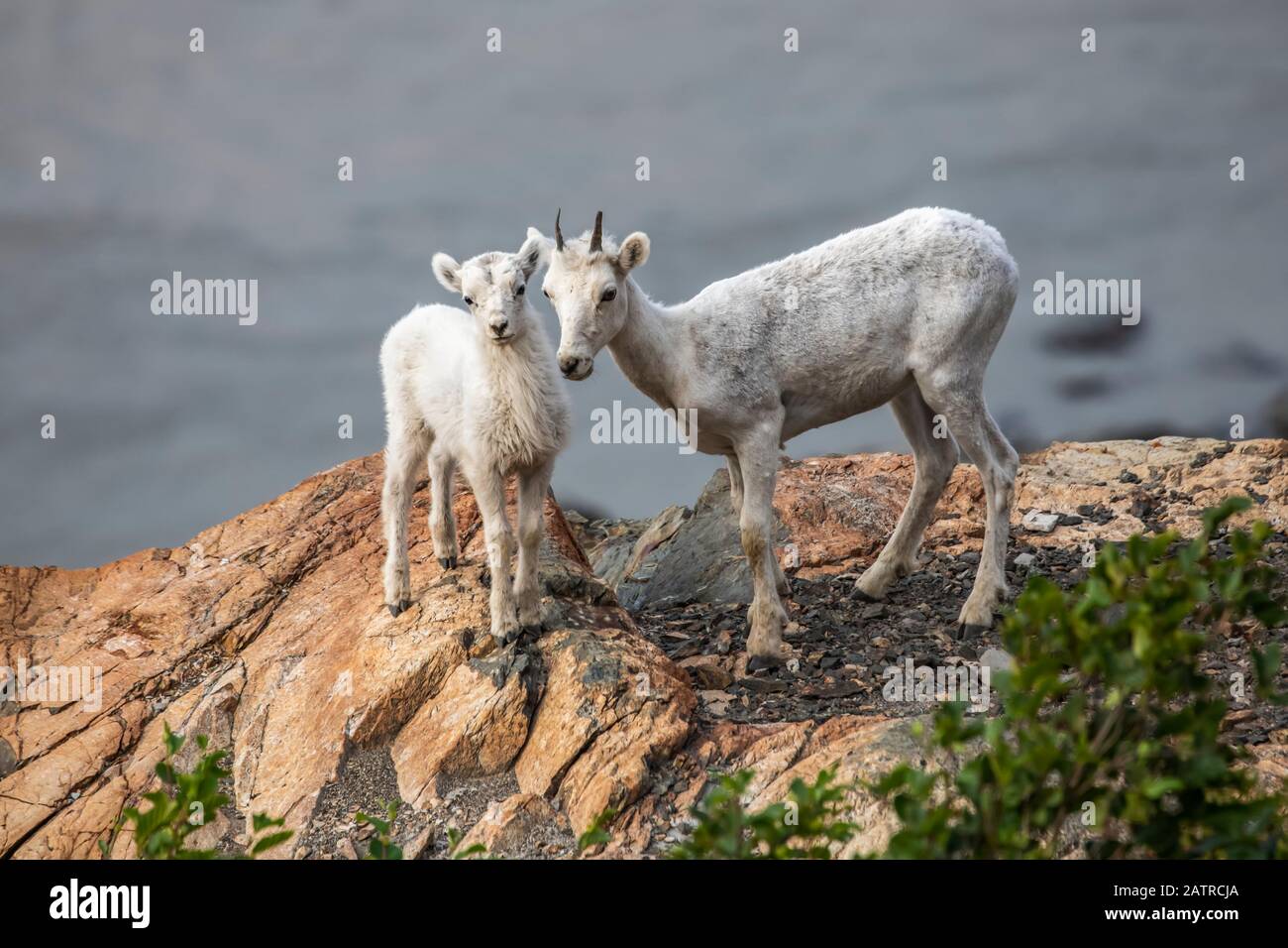 Dall sheep (Ovis dalli) in the Windy Point area near the Seward Highway ...
