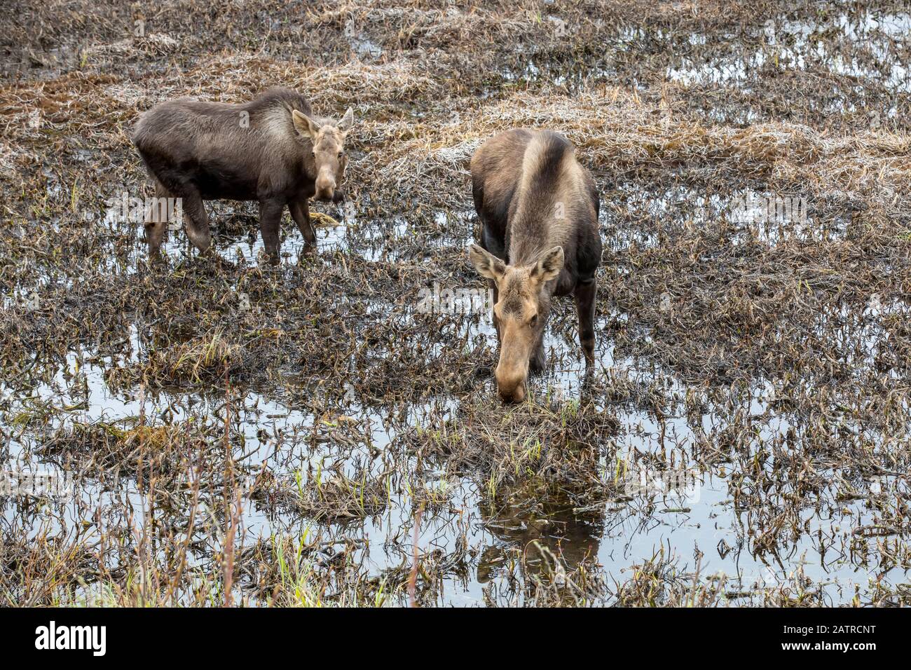 Two cow moose (Alces alces) walking in the shallow water of wetlands ...