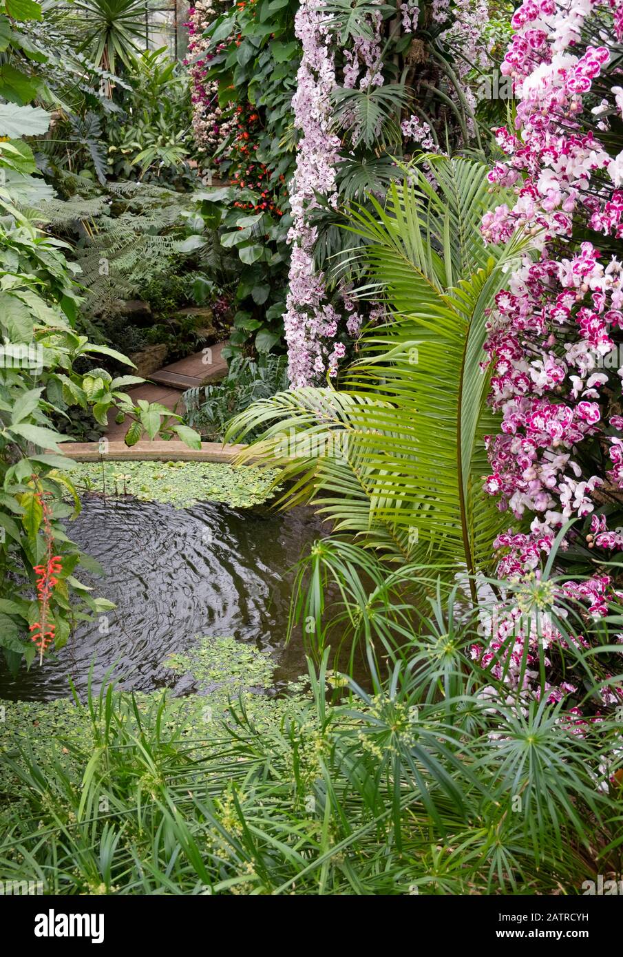 A cascade of orchids falling into a pond at the Kew Orchid Festival ...