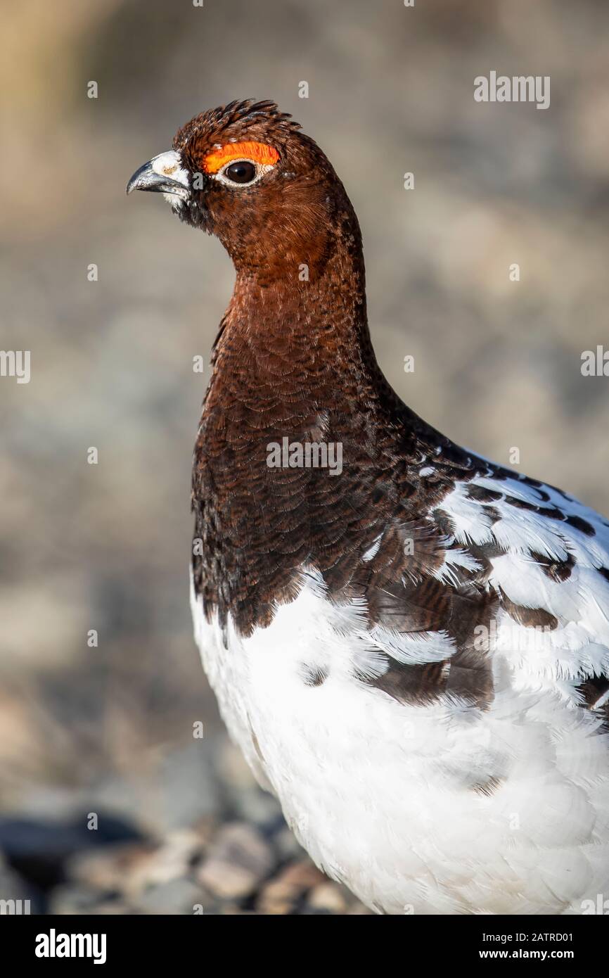 Willow Ptarmigan male (Lagopus lagopus) turning into his summer colours ...
