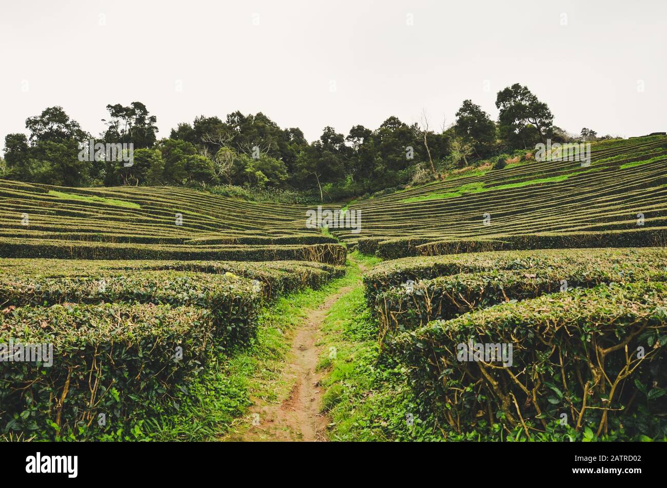 Gorreana Tea Plantation in Sao Miguel Island, Azores, Portugal. Walking ...