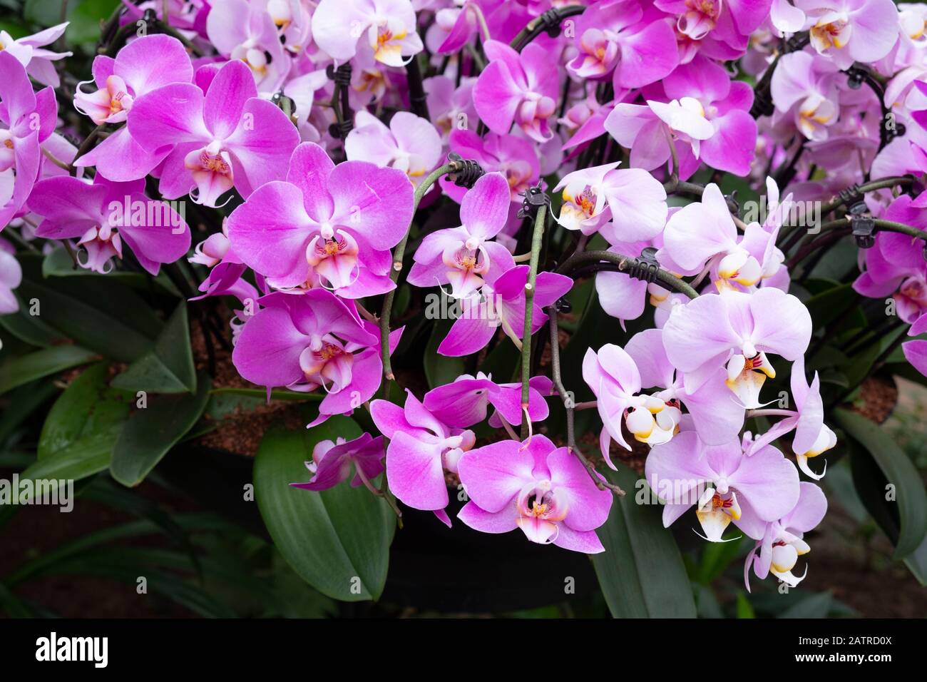 A cluster of pink orchids on display at the Kew Orchid Festival 2020 ...