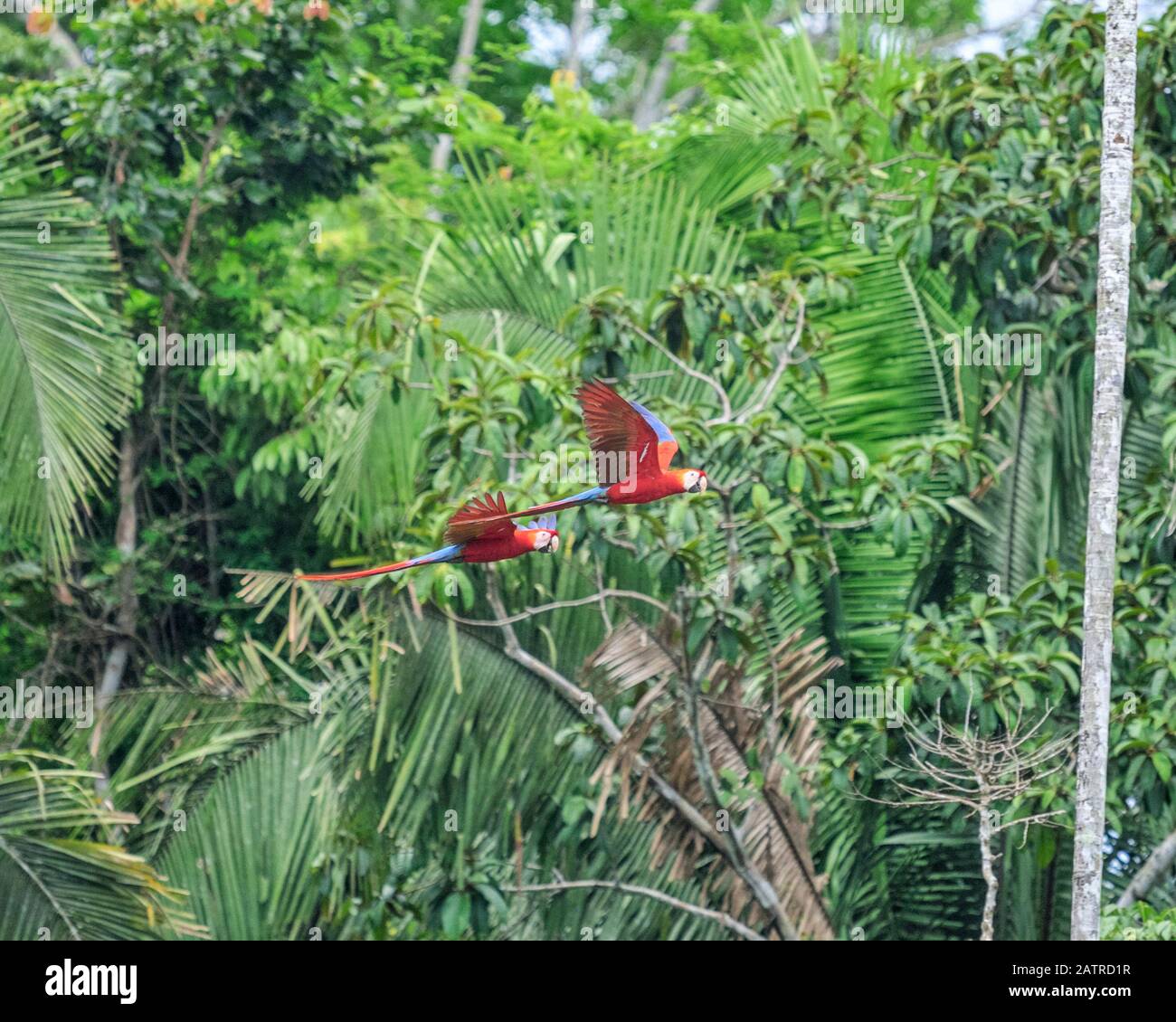scarlet macaw, Ara macao, flying, Tambopata National Reserve, Madre de ...