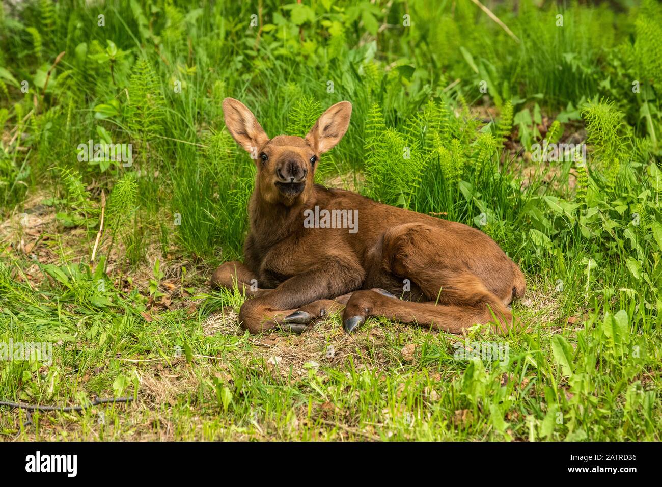 Moose lying down hi-res stock photography and images - Alamy