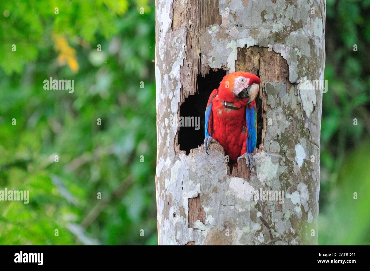 scarlet macaw, Ara macao, with radiotelemetry collar in nest in a hole ...