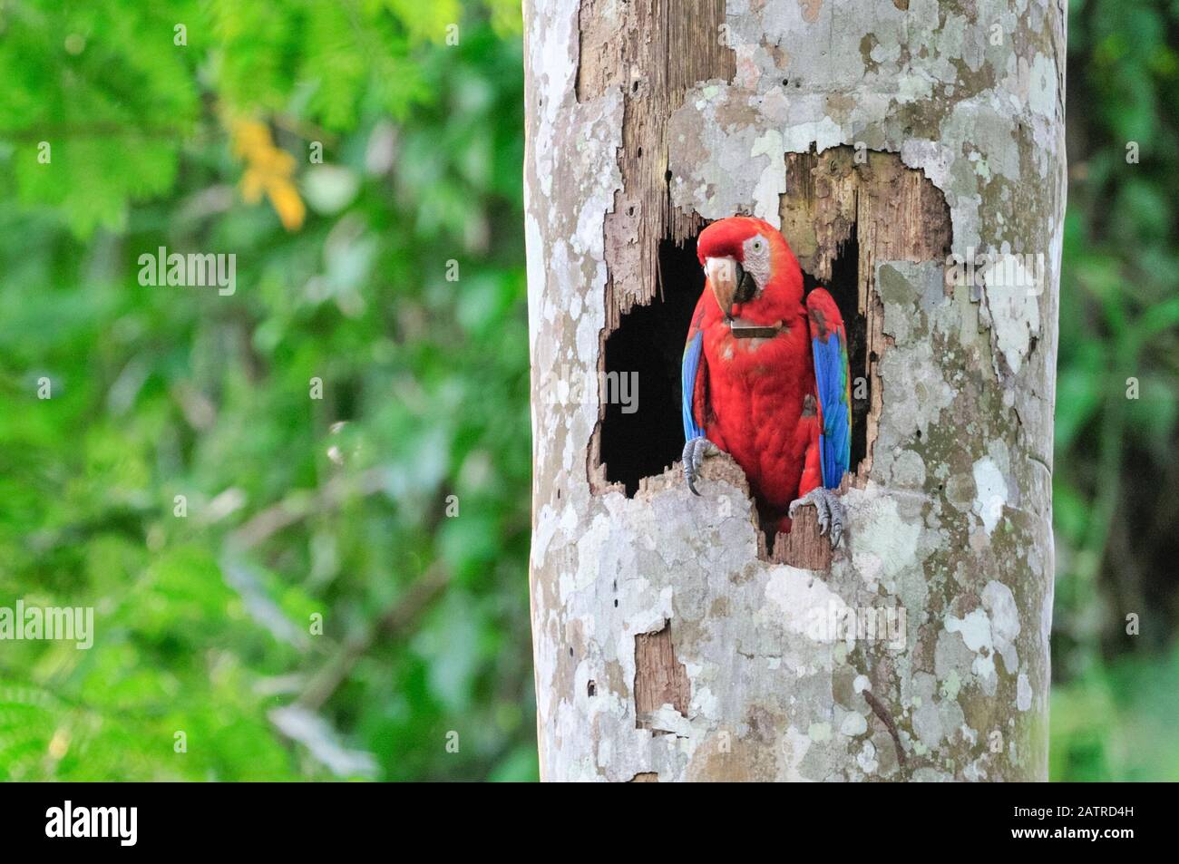 Scarlet macaw nest hi-res stock photography and images - Alamy