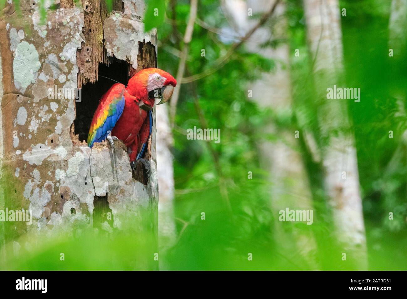 Scarlet macaw nest hi-res stock photography and images - Alamy