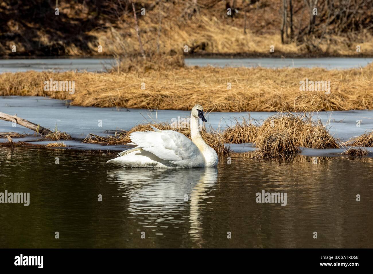 Trumpeter swan nest alaska hi-res stock photography and images - Alamy