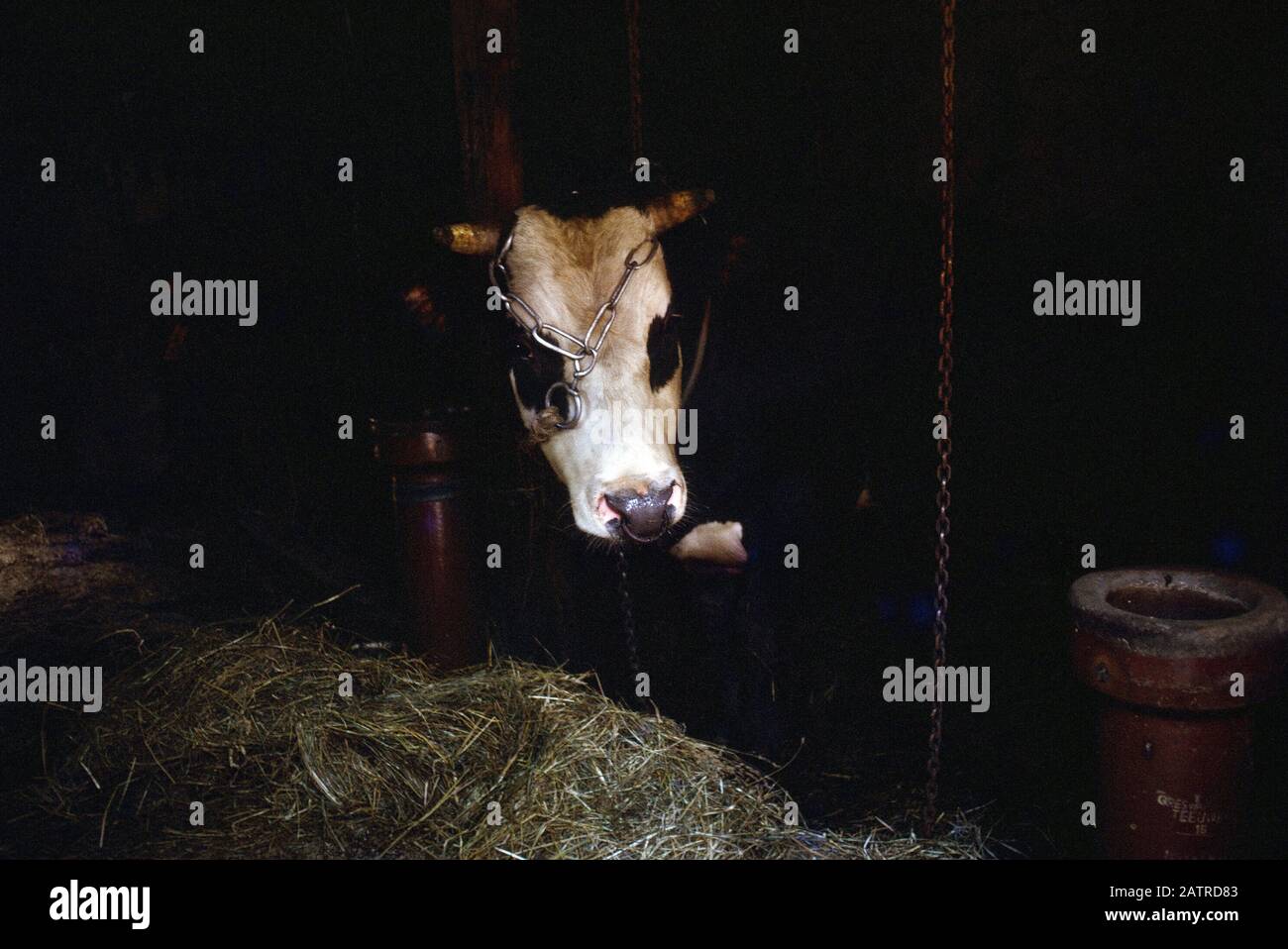 Cow on shadow hi-res stock photography and images - Alamy