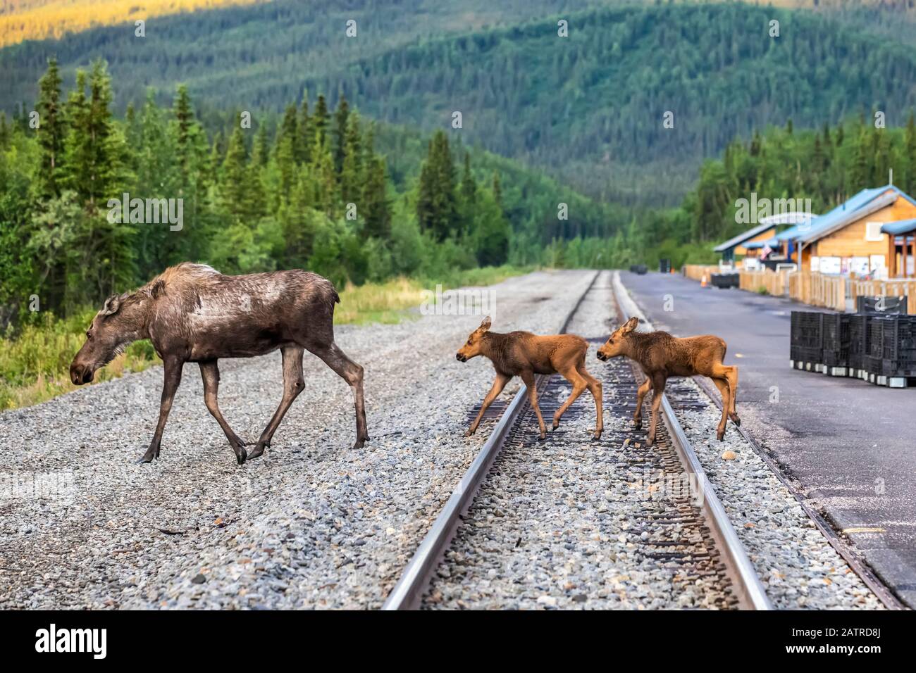A cow moose (Alces alces) with twin calves cross the railroad tracks ...