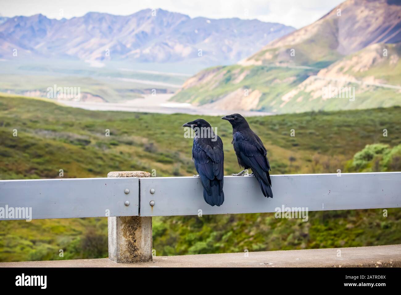 Two ravens hi-res stock photography and images - Alamy