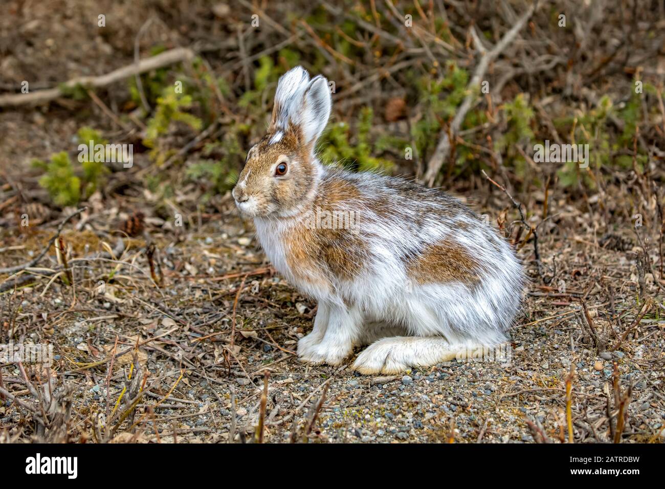 Snowshoe hare (Lepus americanus) changing to summer colours, Denali ...