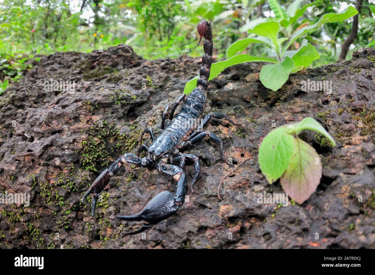giant forest scorpion, Heterometrus sp., Western Ghats, aka Sahyadri ...
