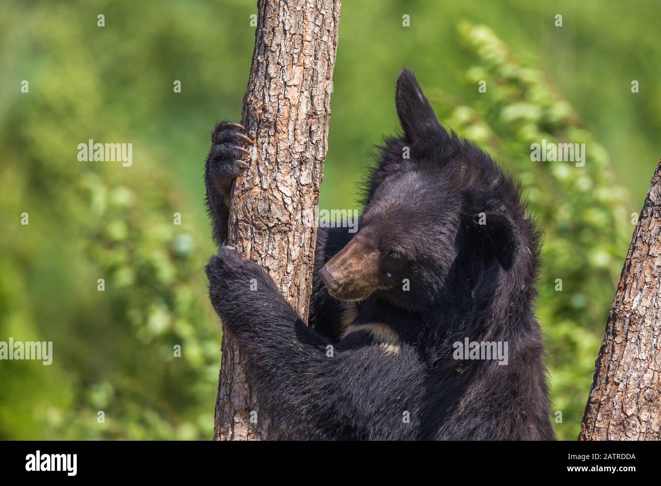 Black bear pine tree hi-res stock photography and images - Alamy