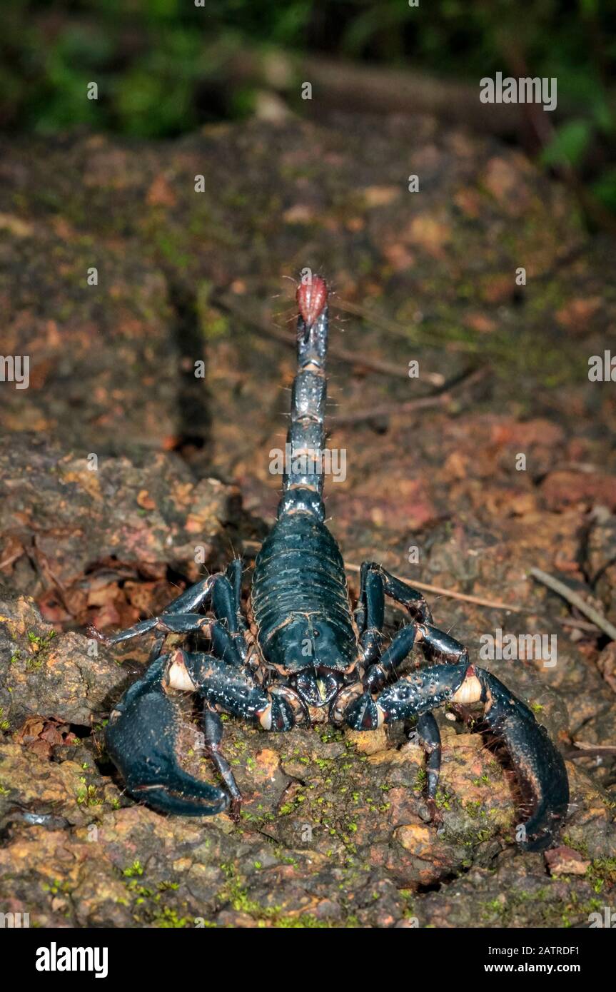 giant forest scorpion, Heterometrus sp., Western Ghats, aka Sahyadri ...