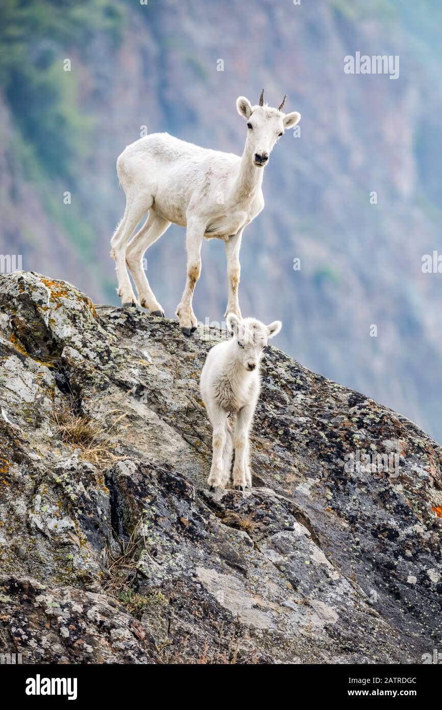 A lamb and an older Dall sheep (Ovis dalli) look at camera from their ...
