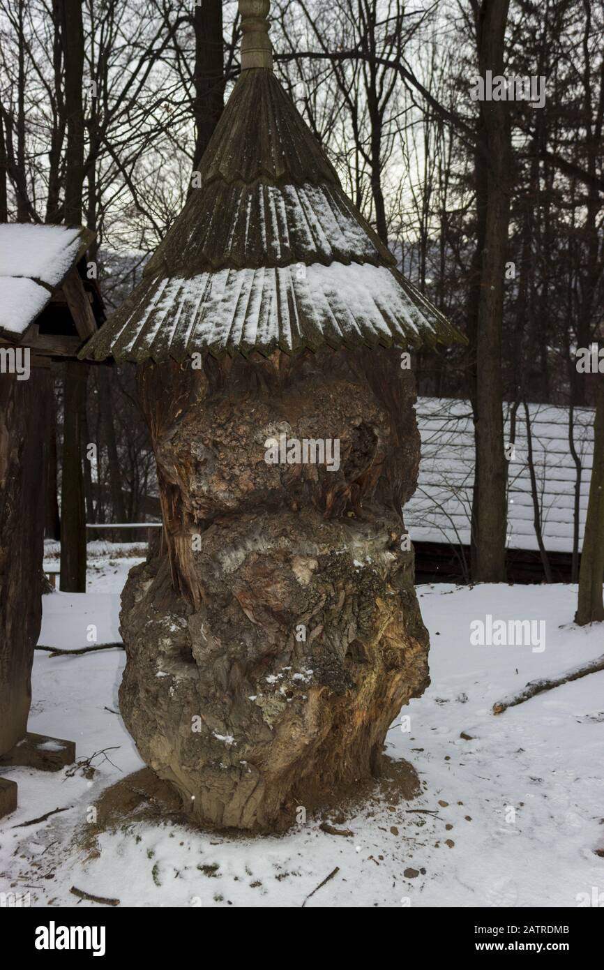 Rotten tree hi-res stock photography and images - Alamy