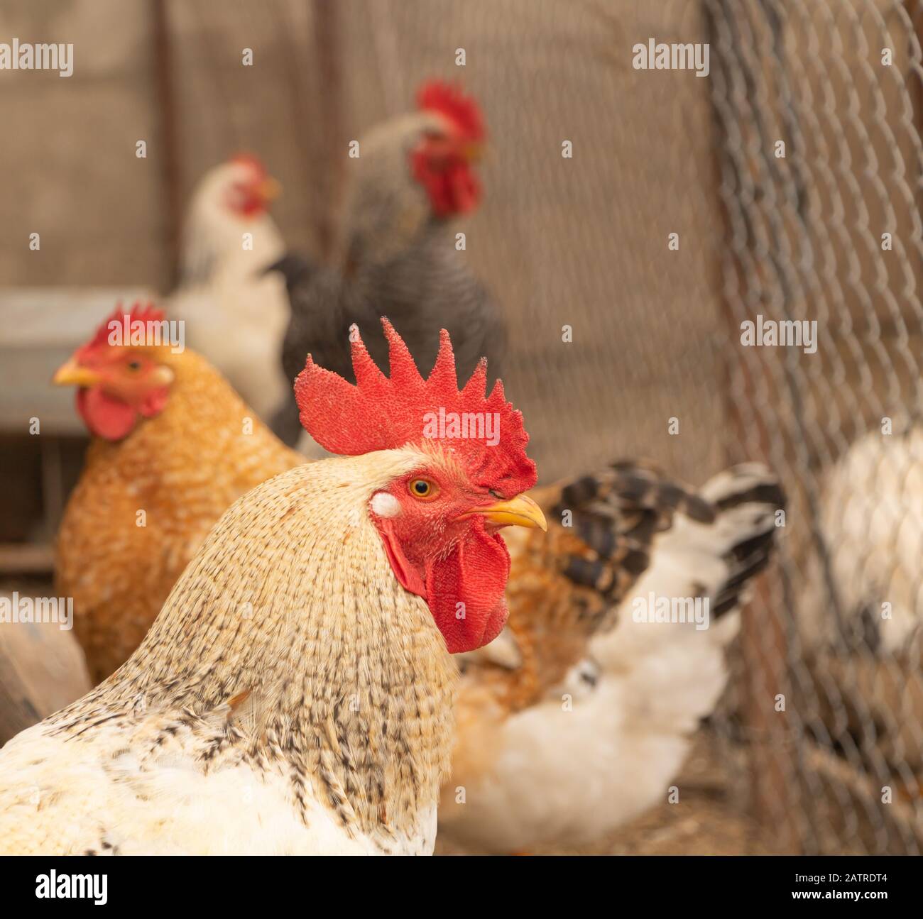 A rooster with red crest close up Stock Photo - Alamy