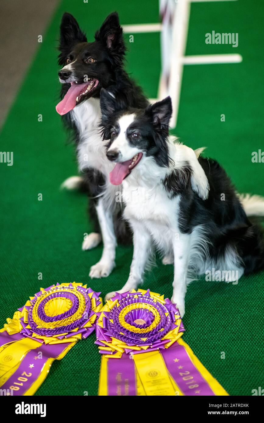 Westminster dog show and breeds hi-res stock photography and images - Alamy