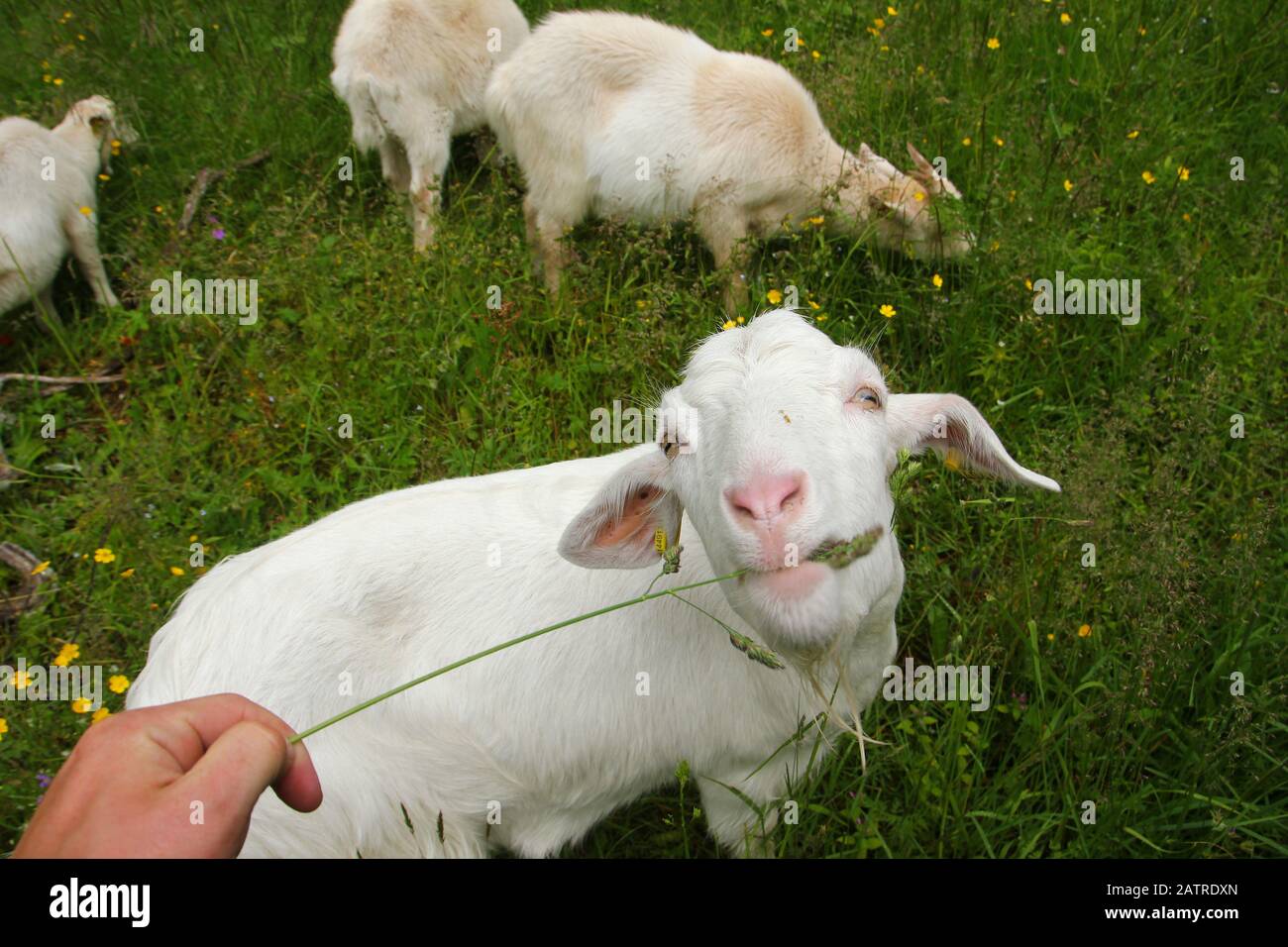 Feeding the goat with a single stem of grass at the fresh green meadow ...