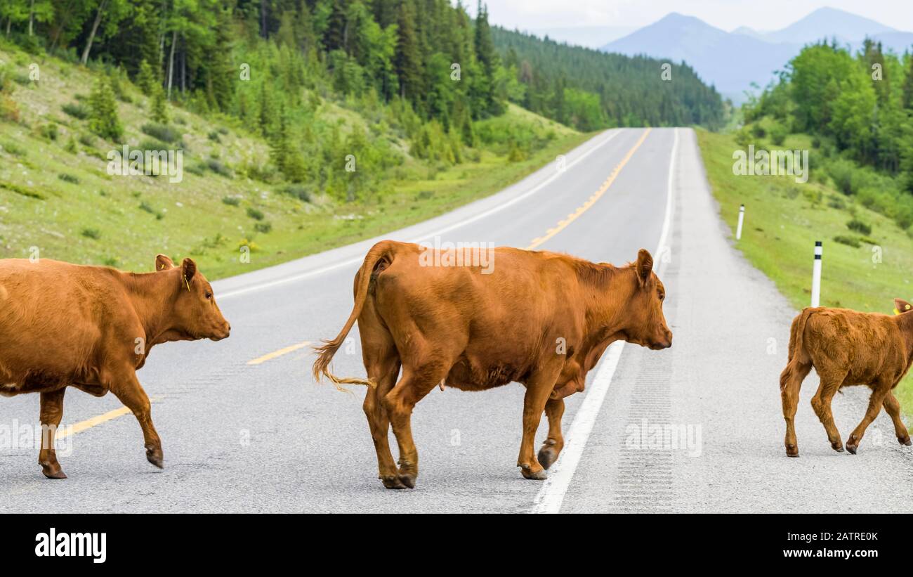 Cows crossing a highway, Kananaskis Improvement District; Alberta ...