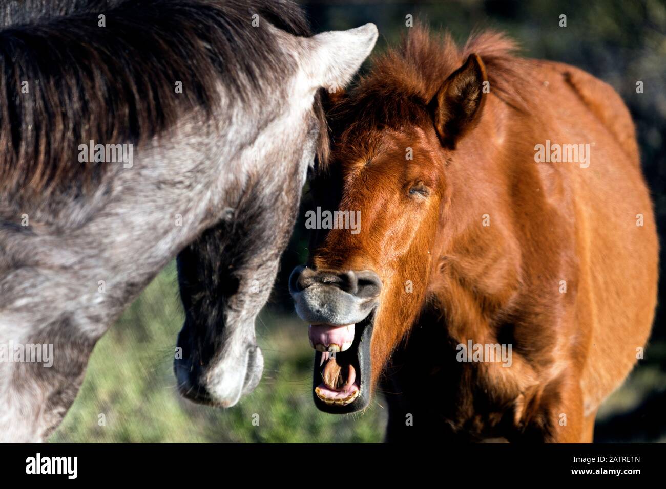 Salt River Wild Horses in Tonto National Forest near Phoenix, Arizona ...