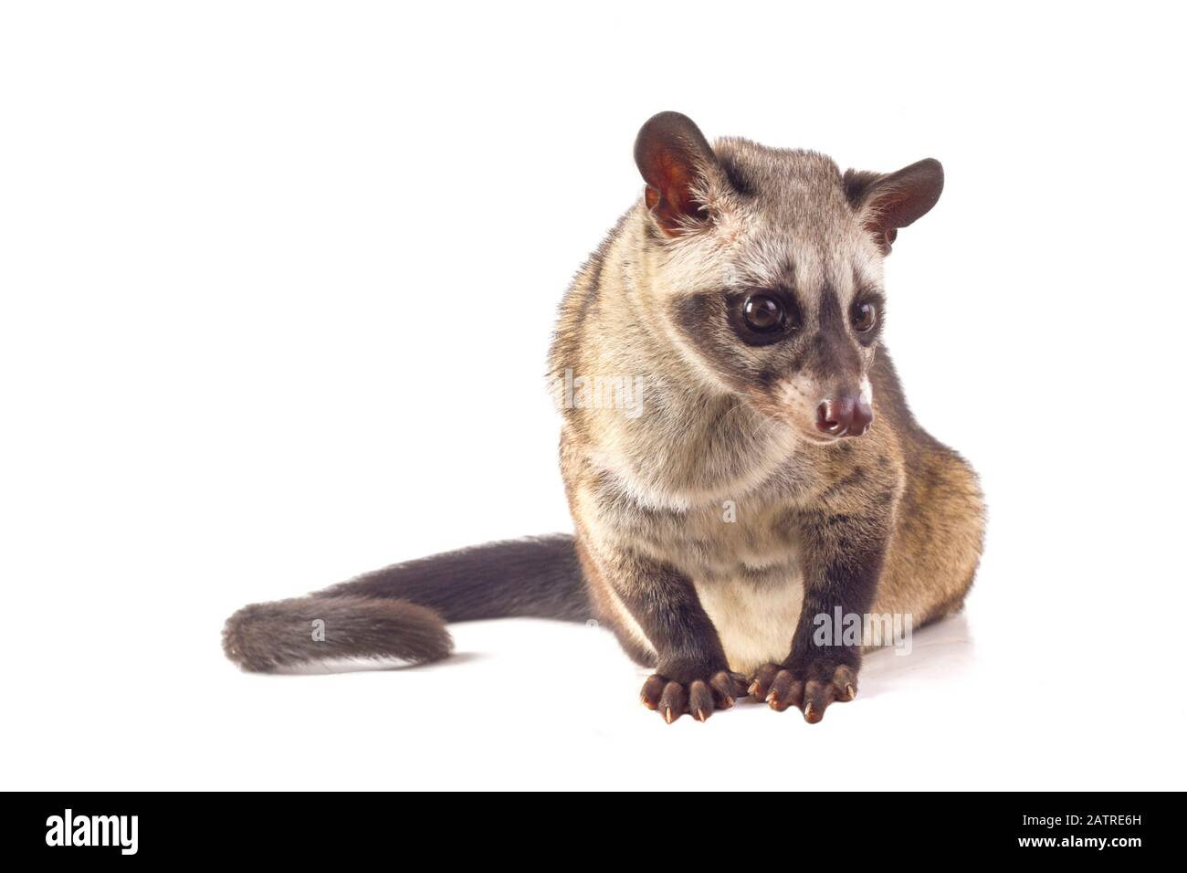 Kopi luwak bali Cut Out Stock Images & Pictures - Alamy