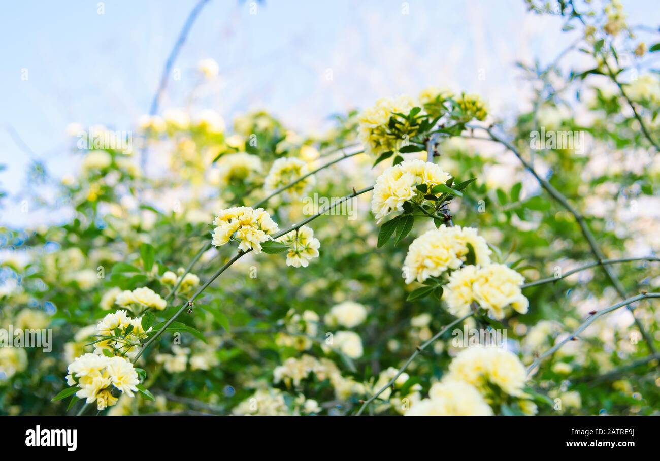 Yellow Lady Banks Rose Stock Photo - Alamy