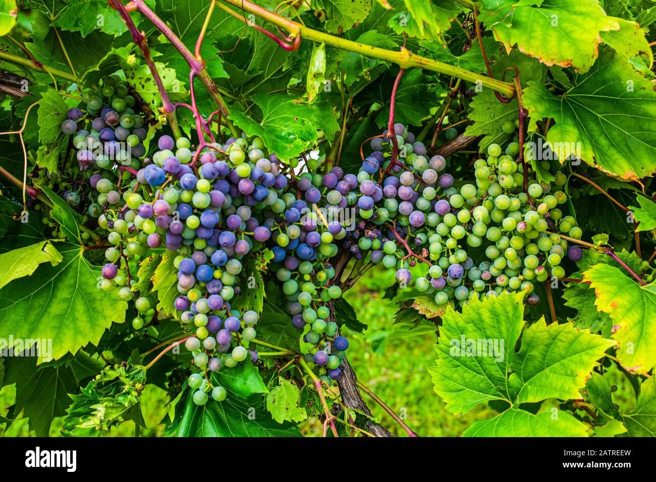 Cluster of purple grapes on a grapevine; Shefford, Quebec, Canada Stock ...