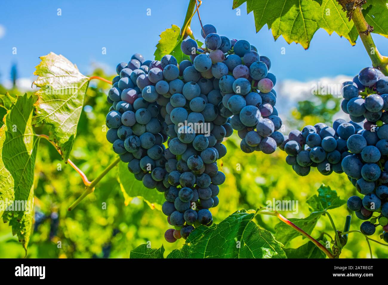 Cluster of purple grapes on a grapevine; Shefford, Quebec, Canada Stock ...