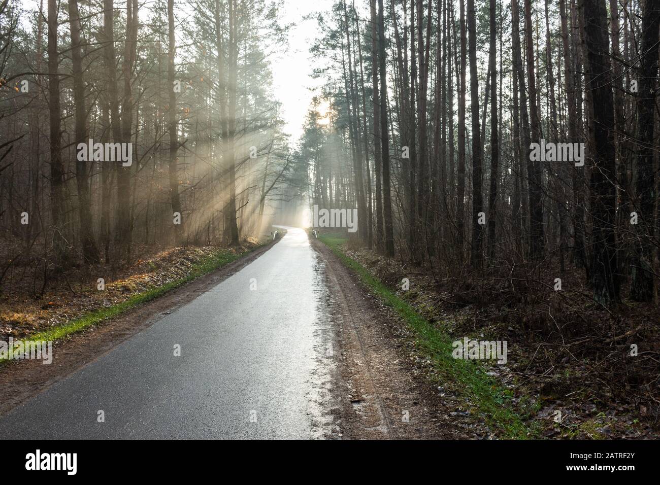 Lane trees shadows sun road hi-res stock photography and images - Alamy