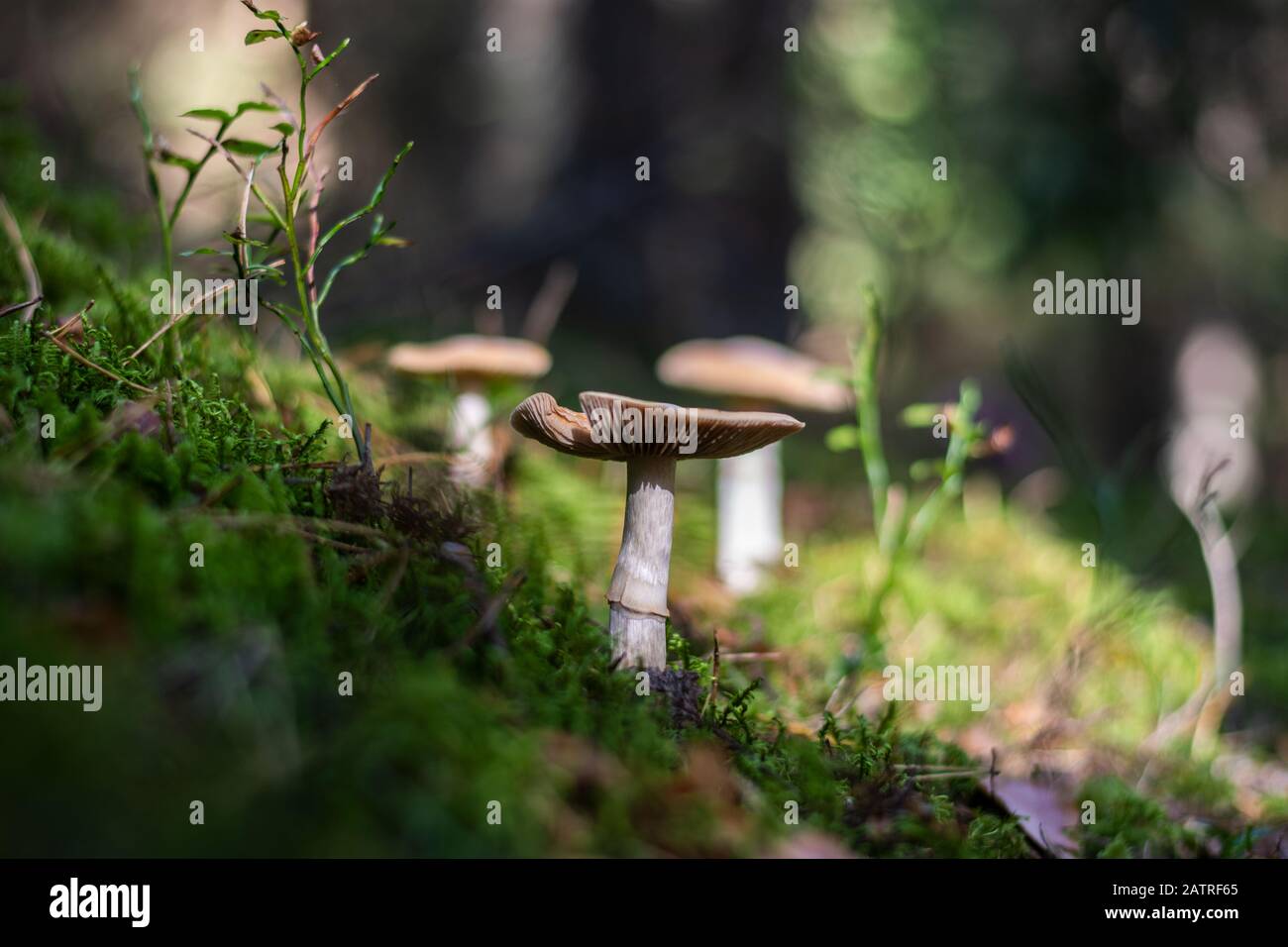 Three shrubs hi-res stock photography and images - Alamy