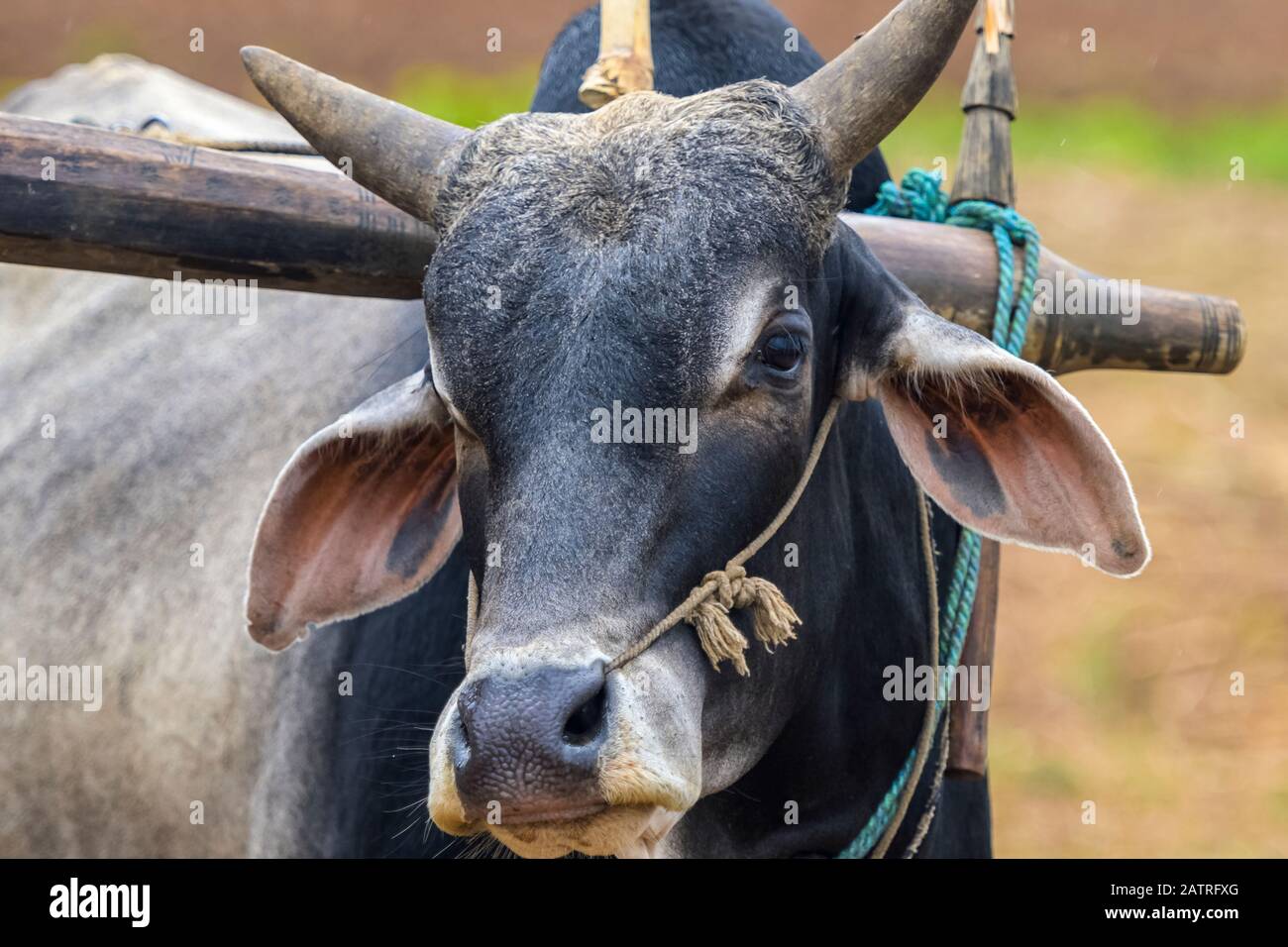 Buffalo wearing a yoke; Shan State, Myanmar Stock Photo - Alamy
