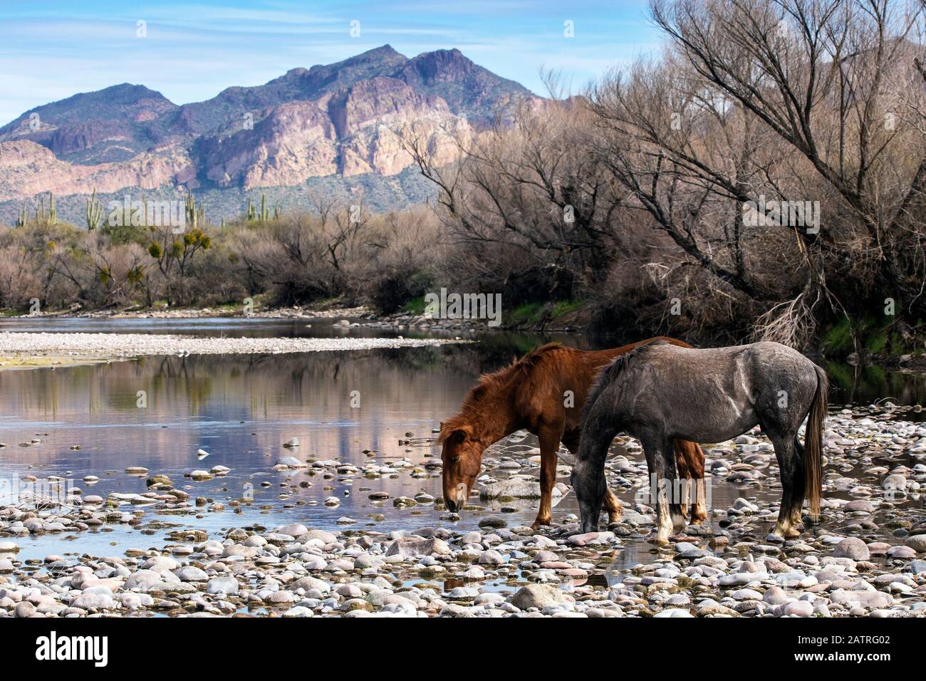 Salt River Wild Horses in Tonto National Forest near Phoenix, Arizona ...