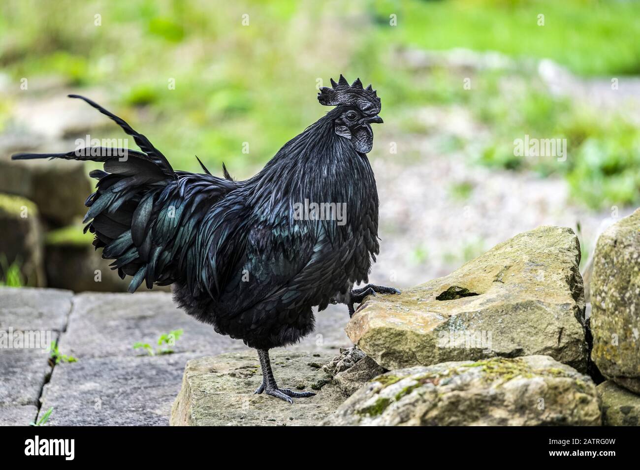 Black cockerel, Ayam Cemani, a rare bird, standing on a wall looking ...