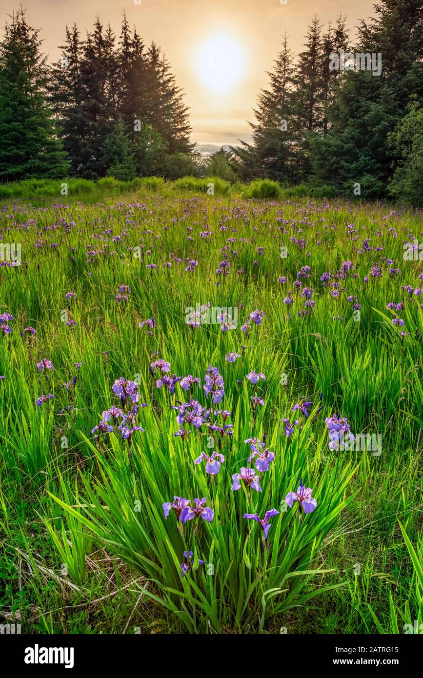 Wild irises in bloom in Tongass National Forest with a warm glowing sun ...