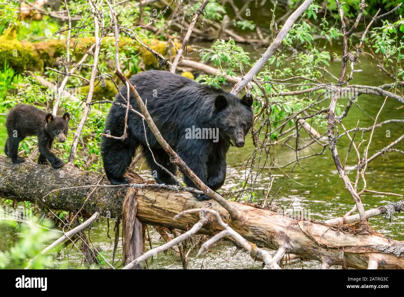 American black bear cub log hi-res stock photography and images - Alamy