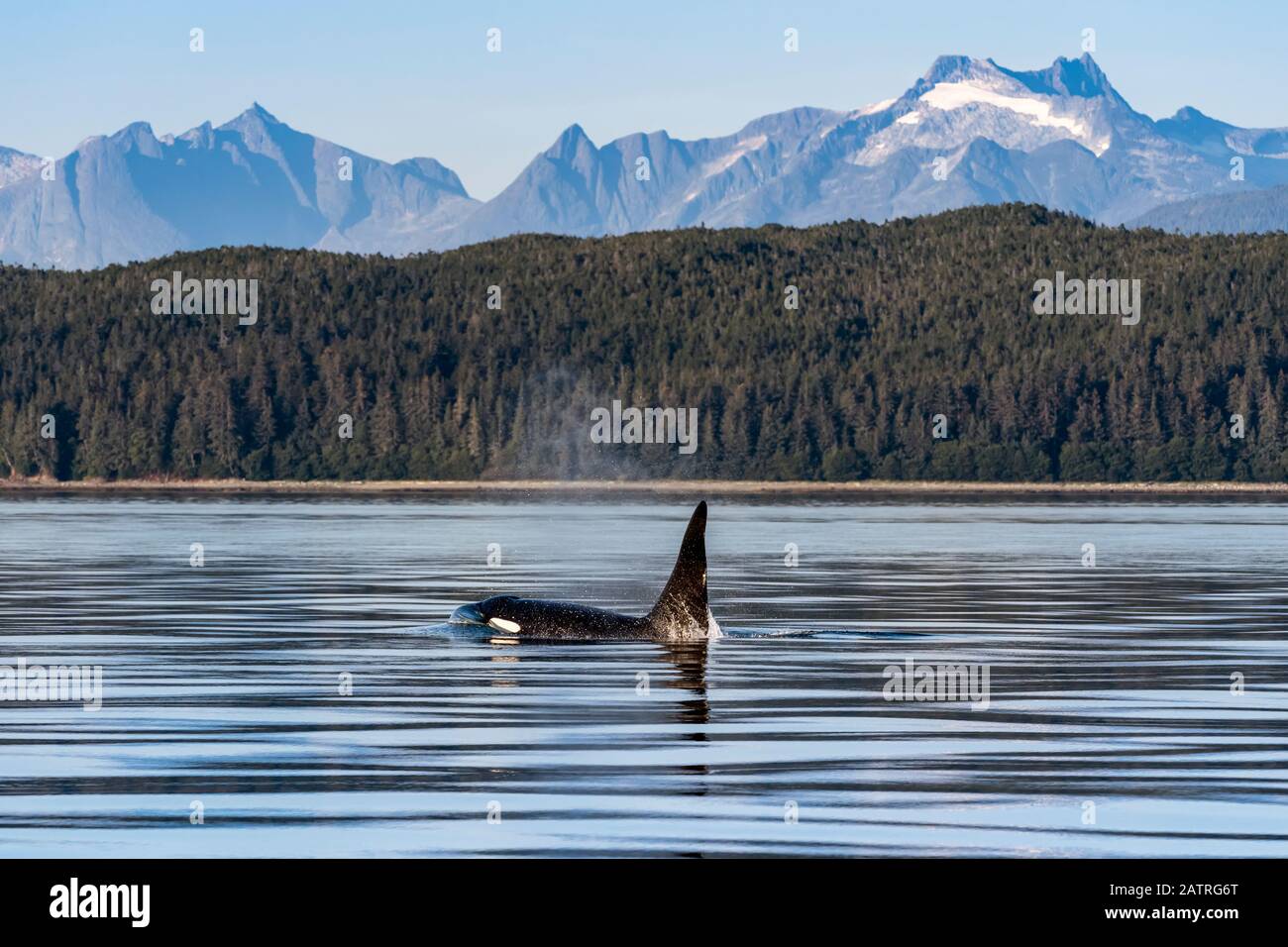 Killer whale (Orcinus orca) surfacing beside the Coastal range, Inside ...