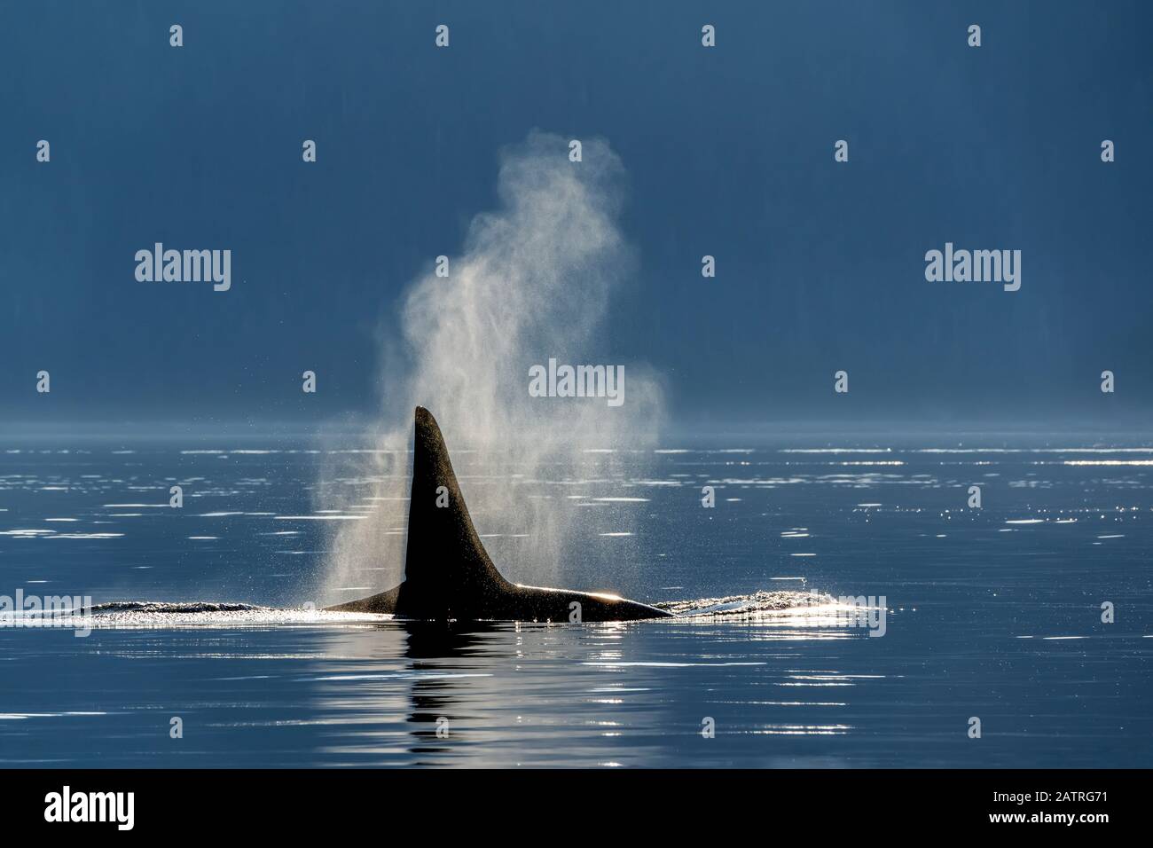 Silhouetted Killer whale (Orcinus orca) fin at the water's surface ...