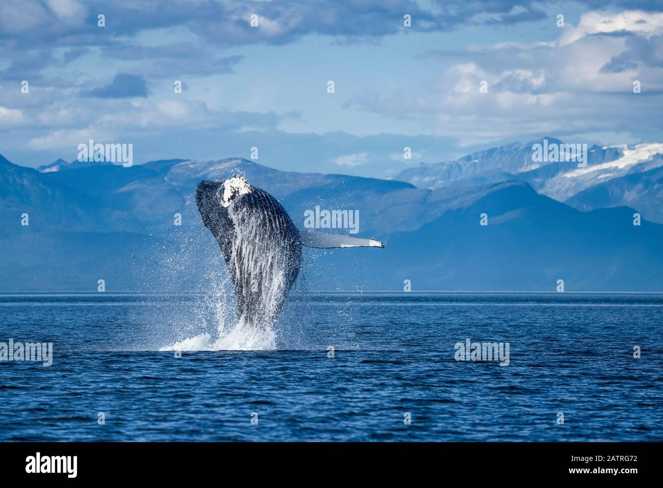 Inside of blue whale hi-res stock photography and images - Alamy