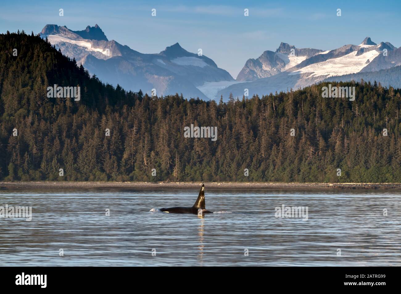 Killer whale (Orcinus orca) surfacing beside the Coastal range, Inside ...