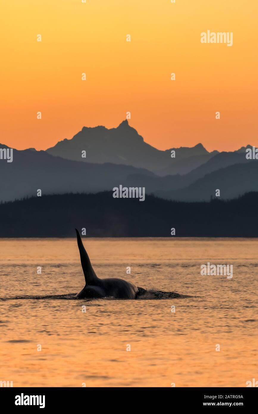 Killer whale (Orcinus orca) surfacing beside the Chilkat Mountains at ...