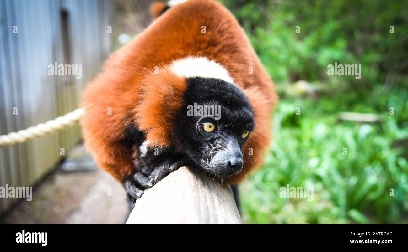 Largeeyes High Resolution Stock Photography and Images - Alamy