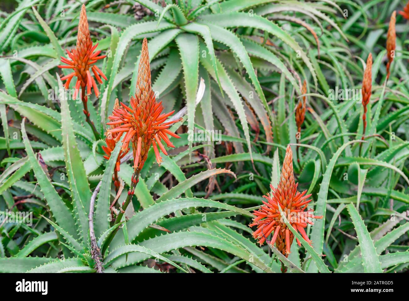 Aloe - flowering succulent plant. Aloe in blooming. Aloe Flower ...