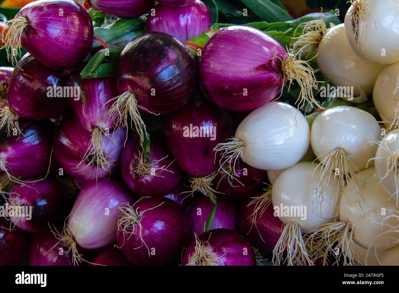 White onions with roots hi-res stock photography and images - Alamy