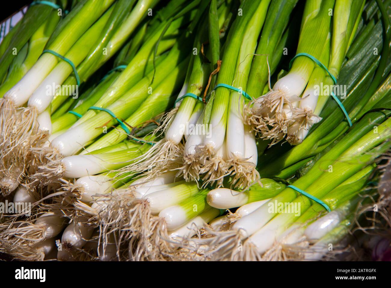 Bunches of green onions hi-res stock photography and images - Alamy