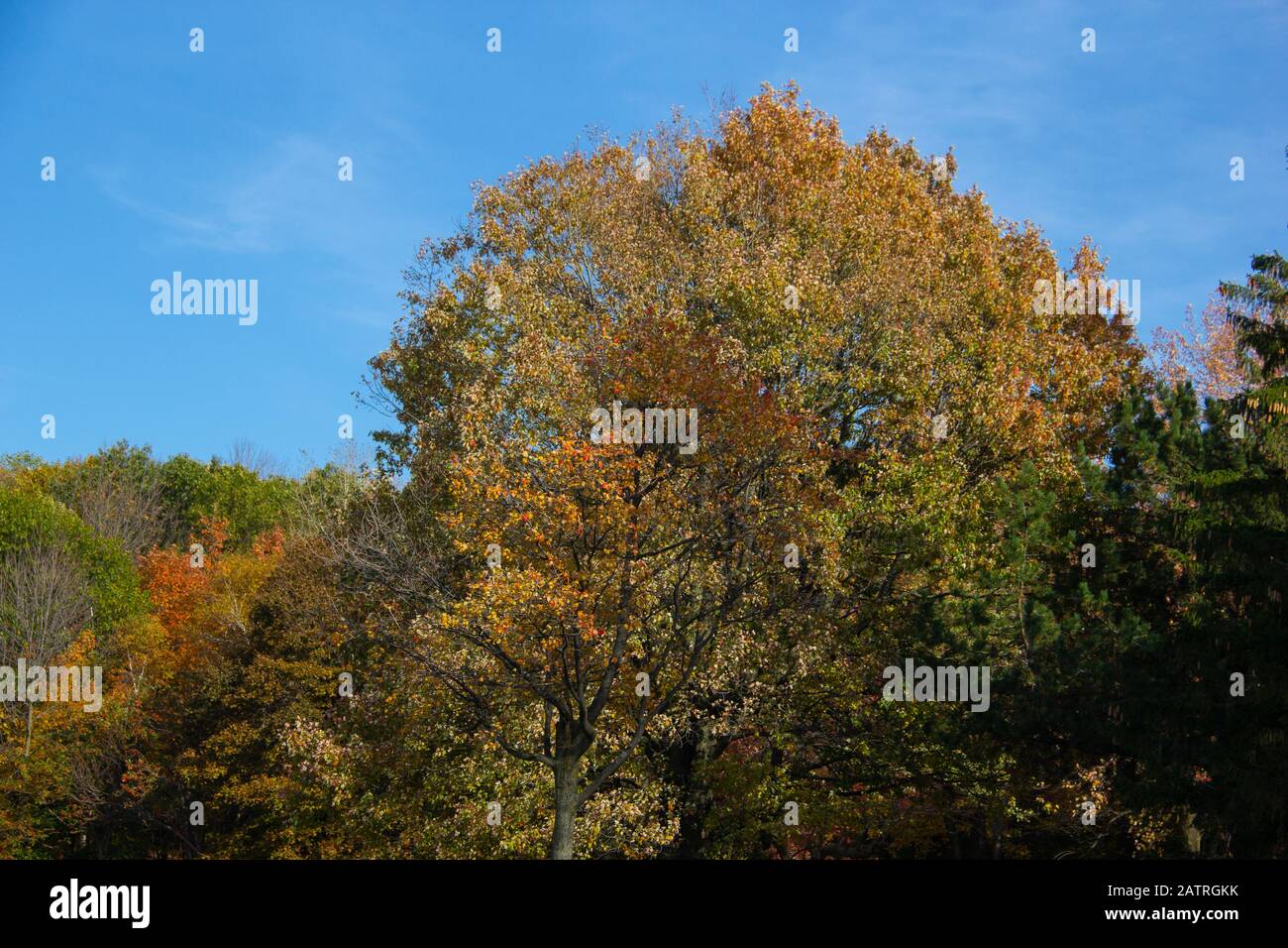 Yellow birch quebec hi-res stock photography and images - Alamy