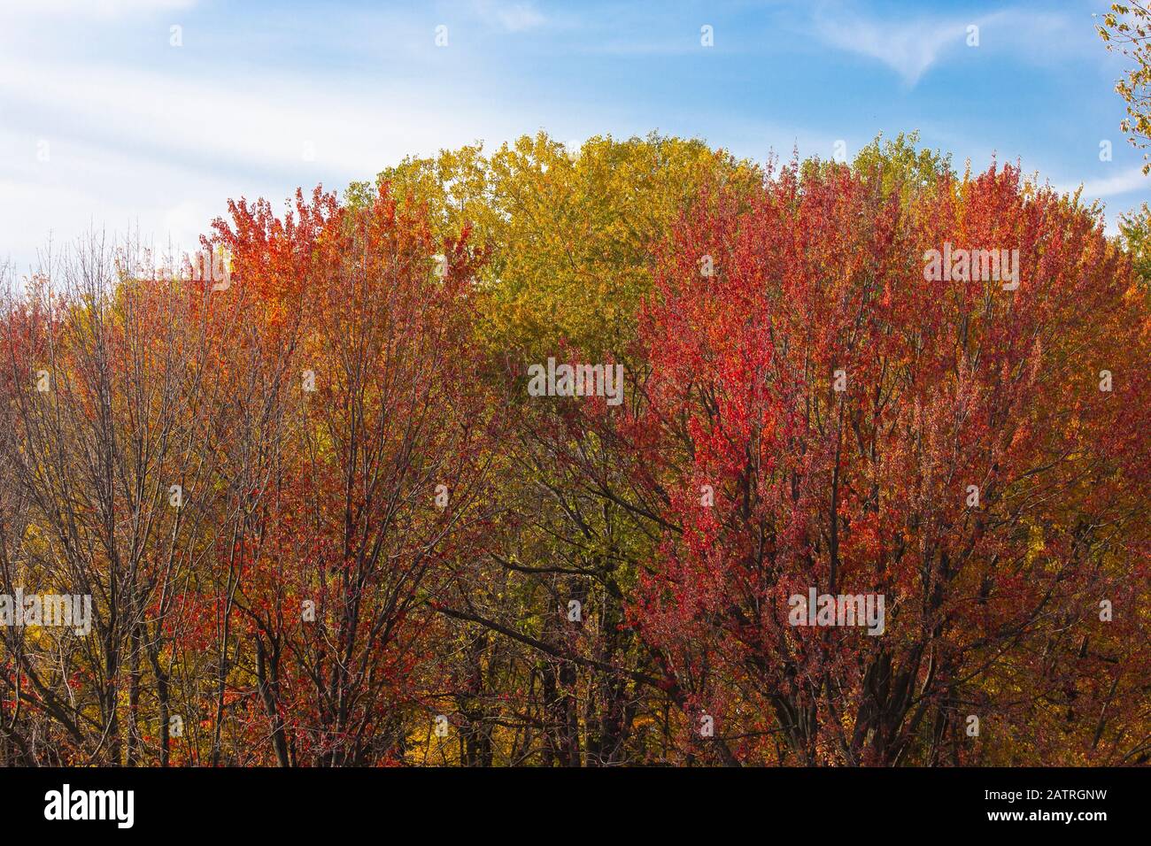 Yellow birch quebec hi-res stock photography and images - Alamy